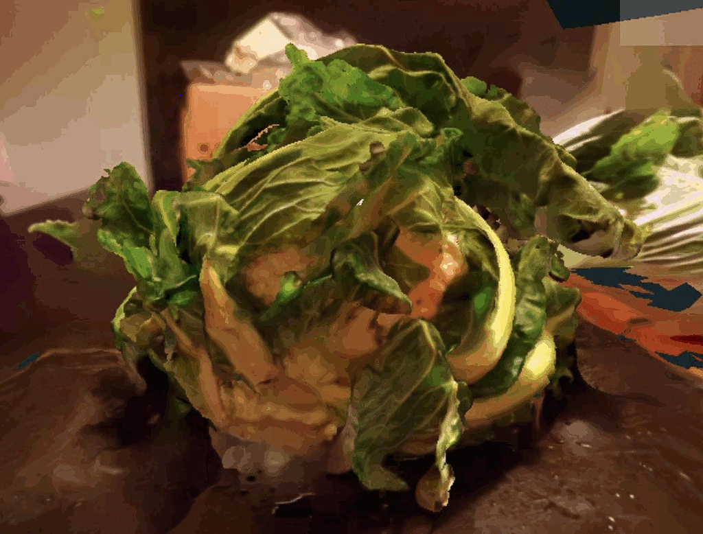 "some veggie fan in oregon took a couple hundred pictures of a ...