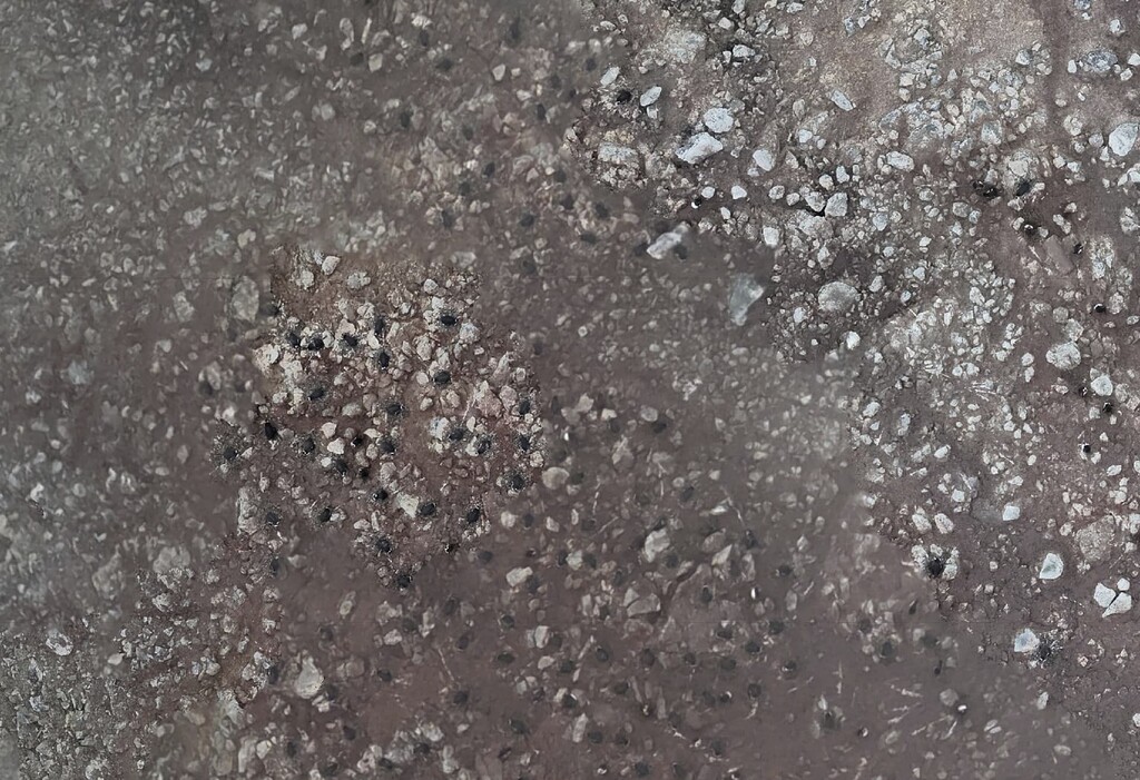 Orthophoto is "muddy" not sharp, in patches - WebODM - OpenDroneMap ...