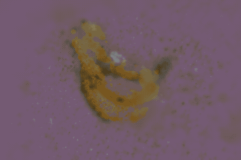 OpenSplat - Open Source Gaussian Splatting - Page 2 - Off Topic ...