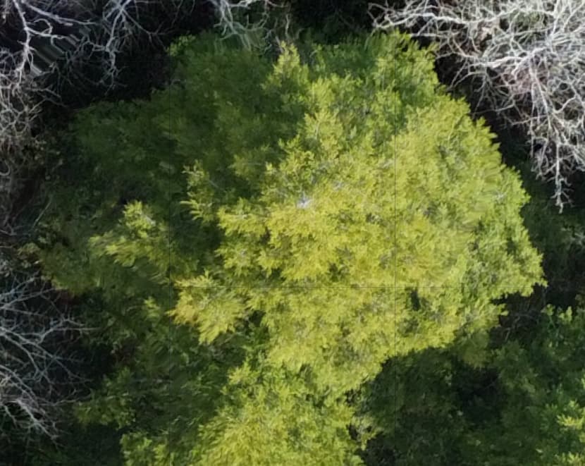 High Resolution/Fast Ortho Processing - WebODM - OpenDroneMap Community